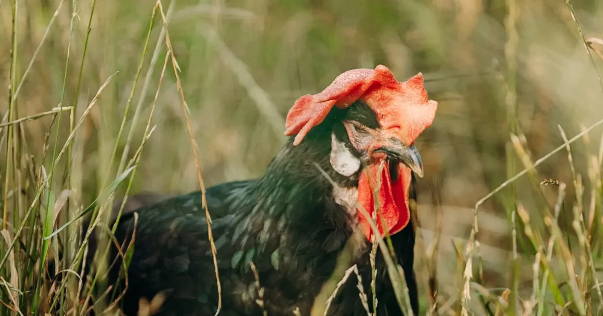 Organic chicken farm and restaurant - La Ruchotte | Burgundy, France