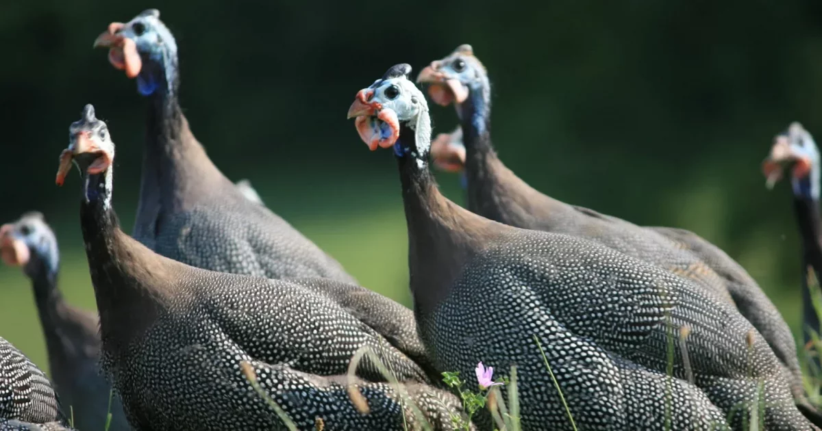 The organic guinea fowls from La Ferme de la Ruchotte
