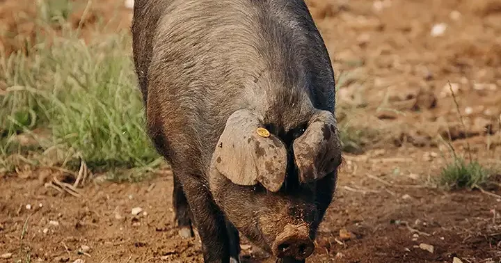 Beaune 21, Ferme Auberge gastronomique biologique – La Ruchotte